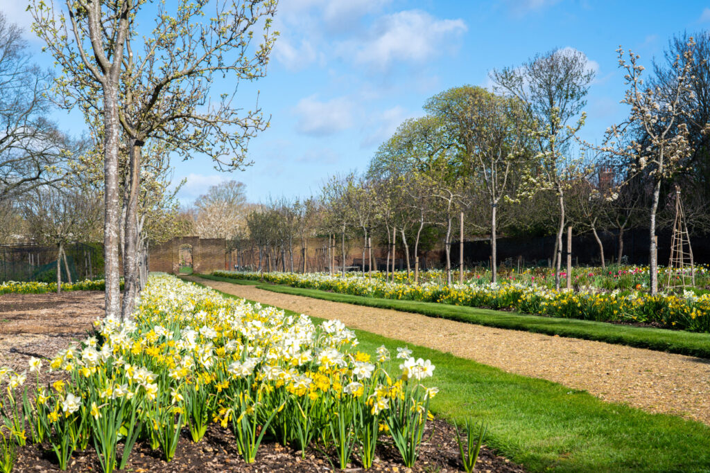 Spring Bulb Walk - Chiswick House & Gardens